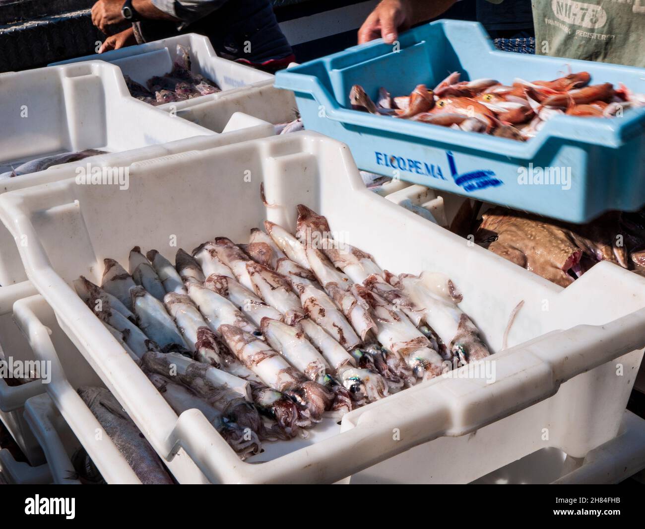 Calamars entiers et vivaneau rouge Banque de photographies et d’images ...