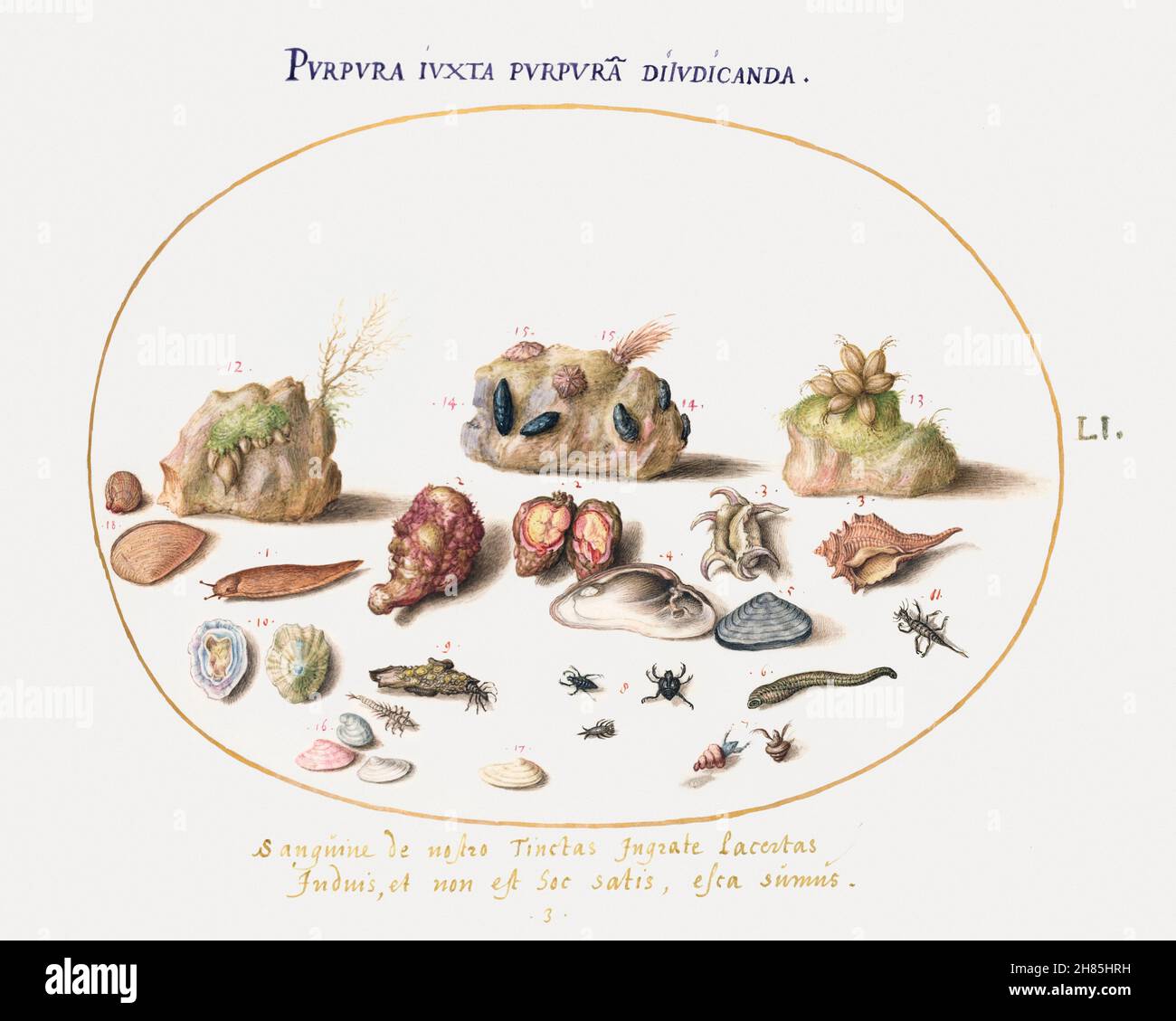 Mollusques murex, coquillages, crabes ermite, limaces, insectes et ...