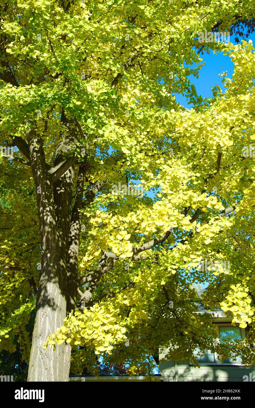 Feuilles vert clair Banque de photographies et d’images à haute ...