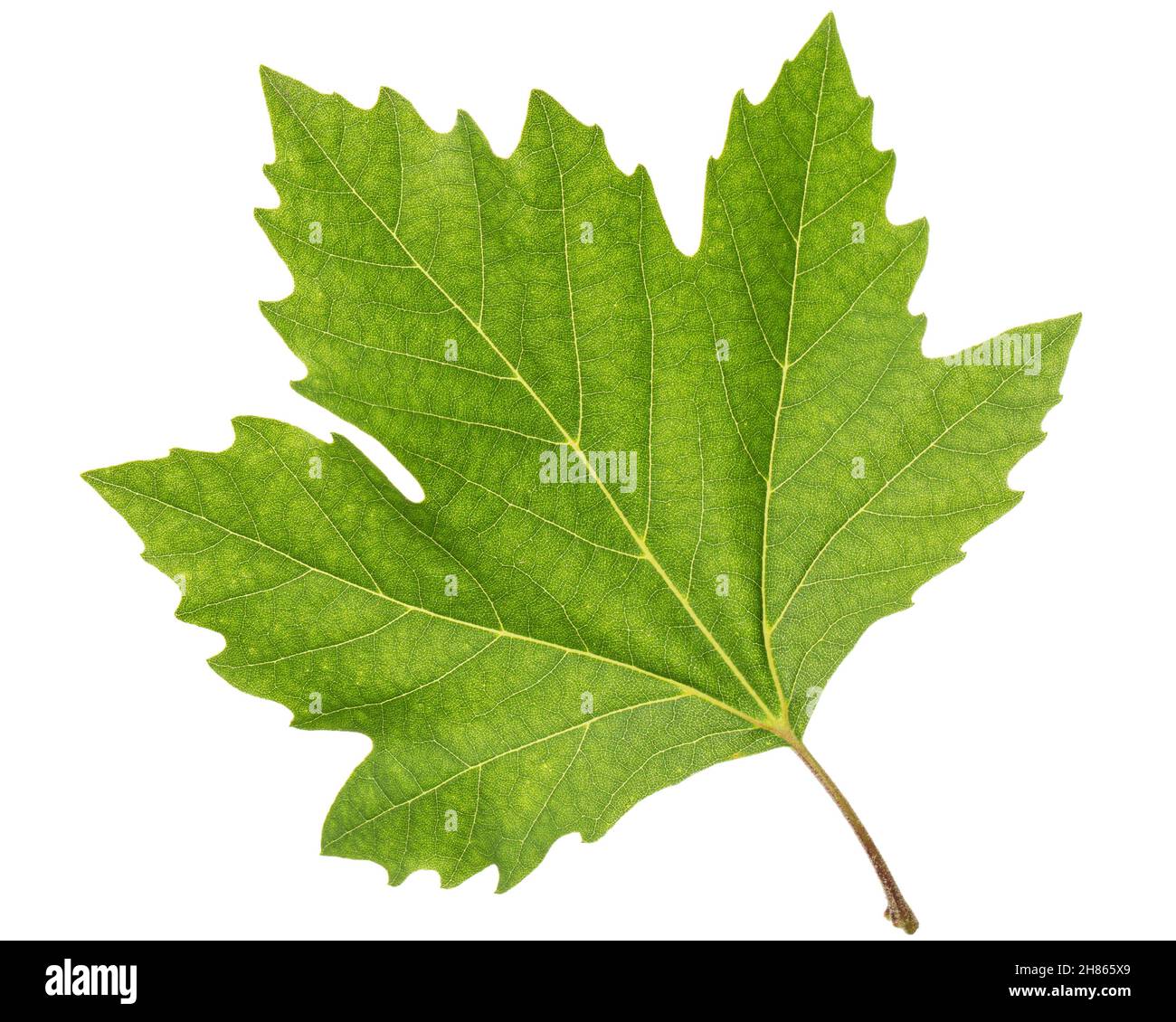 érable vert Banque d'images détourées - Alamy