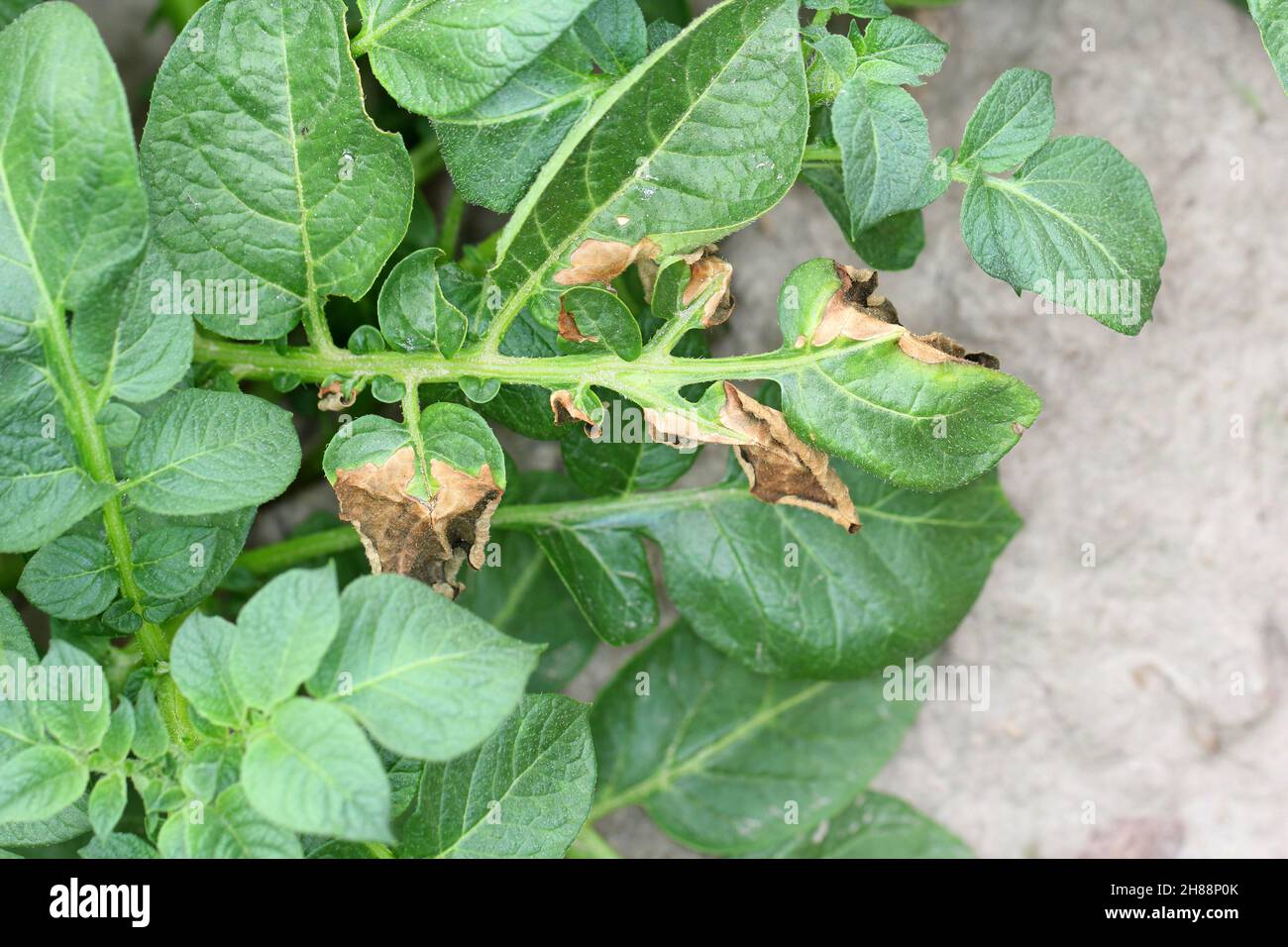 Phytophthora infestans potato blight Banque de photographies et d ...