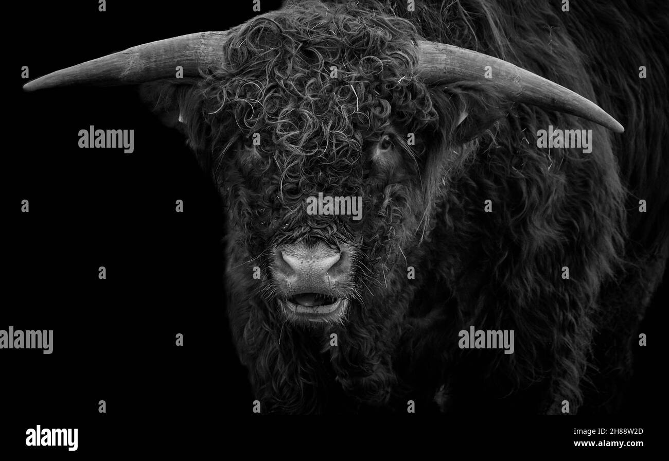 Vache noire et blanche avec des cornes Banque de photographies et d’images à haute résolution ...