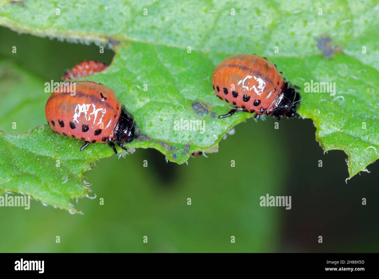 Doryphore polyclète Banque de photographies et d’images à haute ...