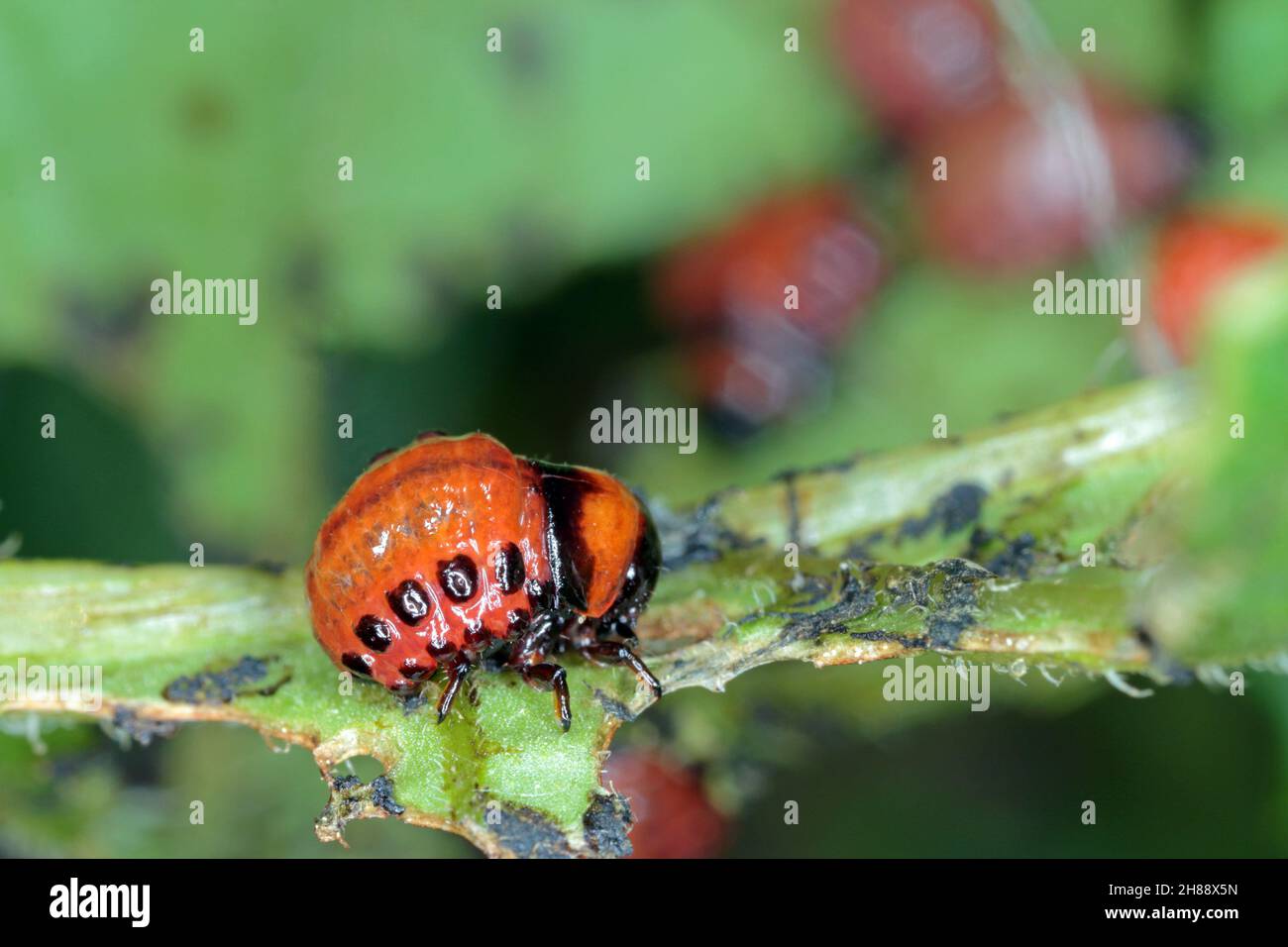 Doryphore polyclète Banque de photographies et d’images à haute ...