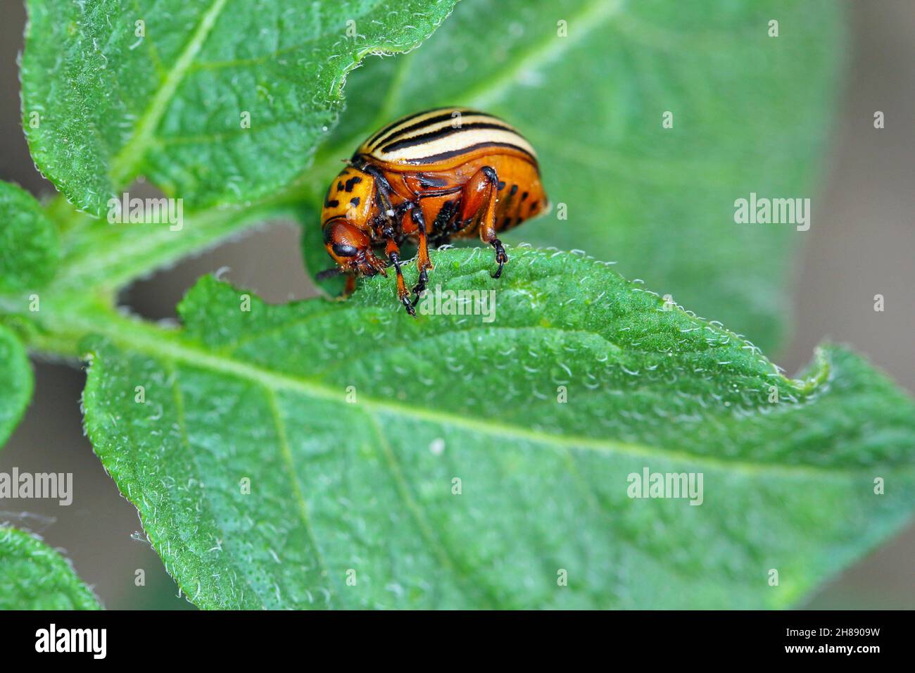 Doryphore polyclète Banque de photographies et d’images à haute ...