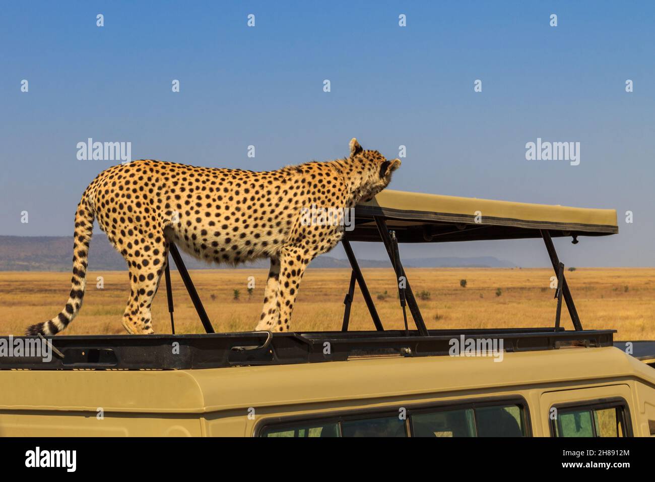Guépard sur un véhicule Banque de photographies et d’images à haute ...