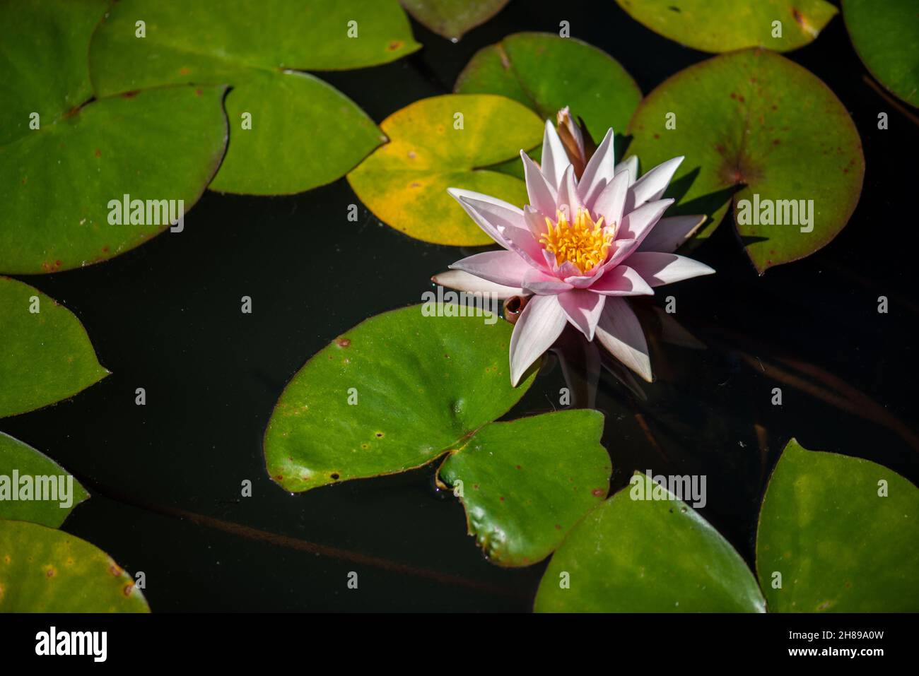 Lilly flower Banque de photographies et d’images à haute résolution - Alamy