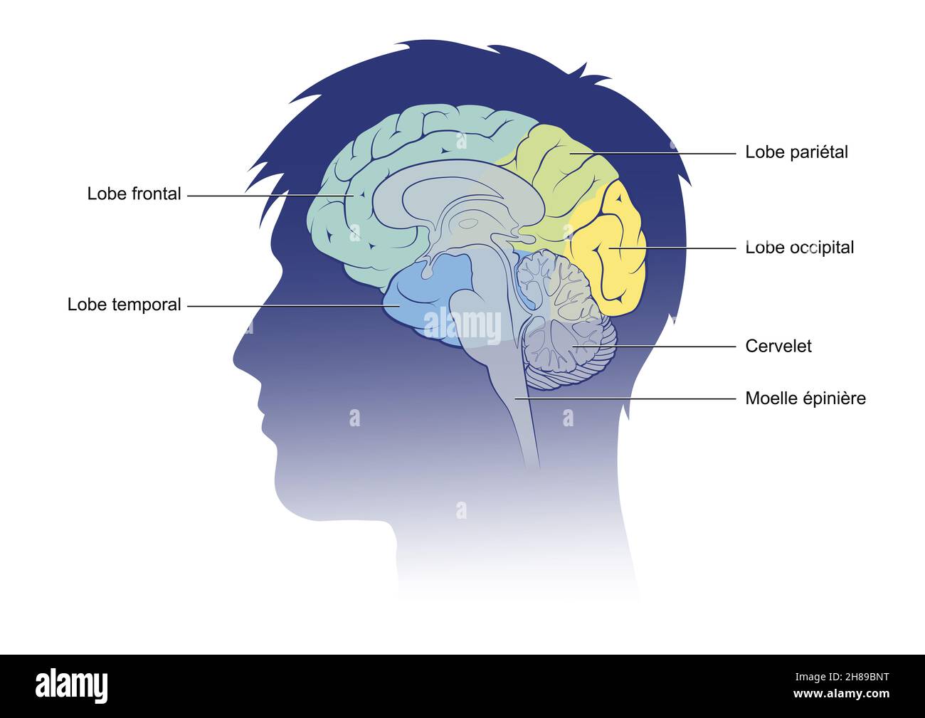 Lobes du cerveau humain Banque de photographies et d’images à haute ...