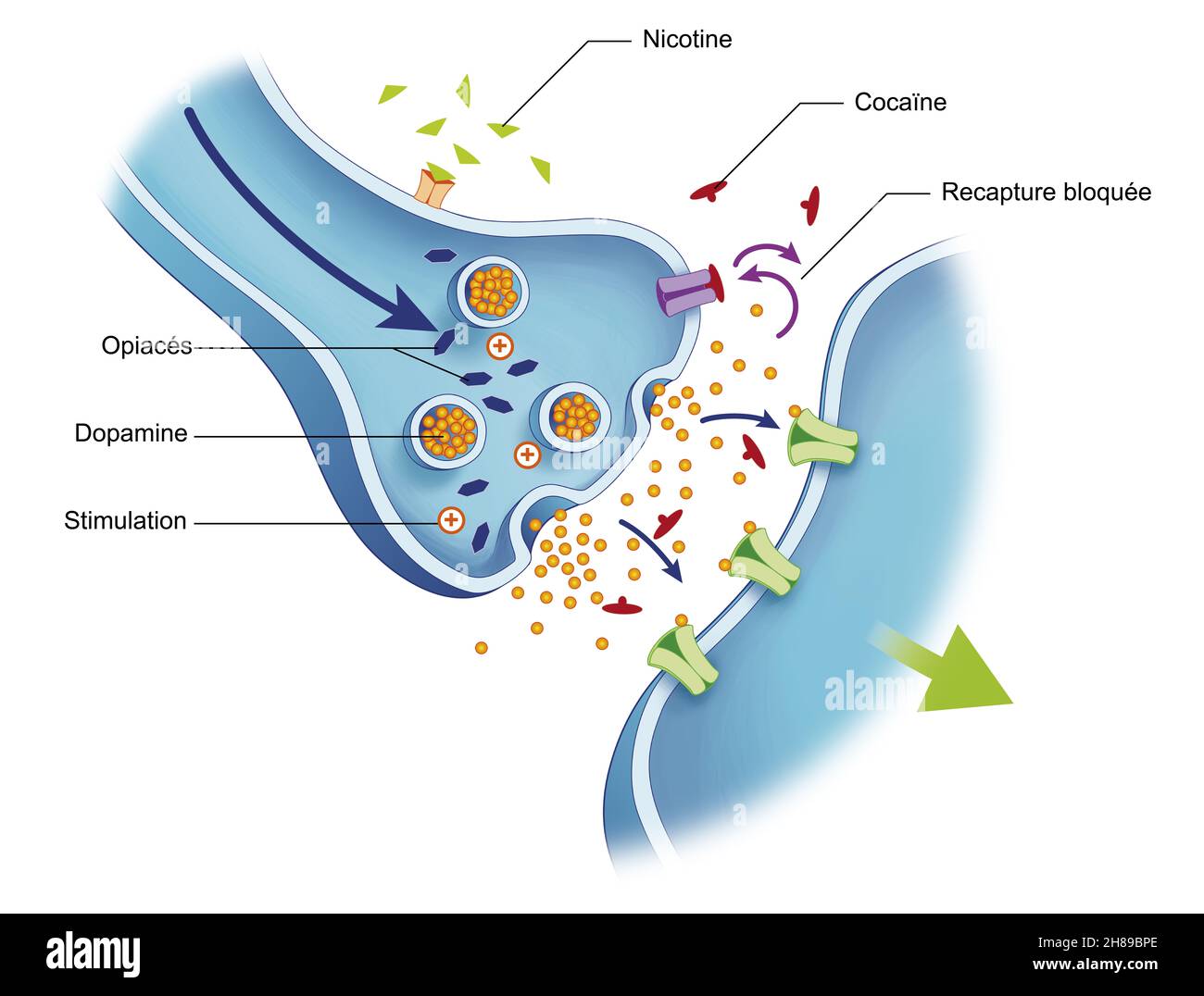 Dopamine neurotransmitter nicotine Banque de photographies et d’images ...