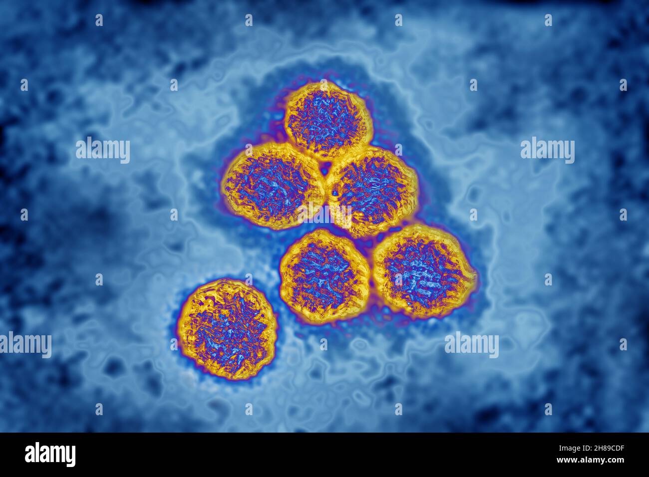 Acariens microscope Banque de photographies et d’images à haute ...