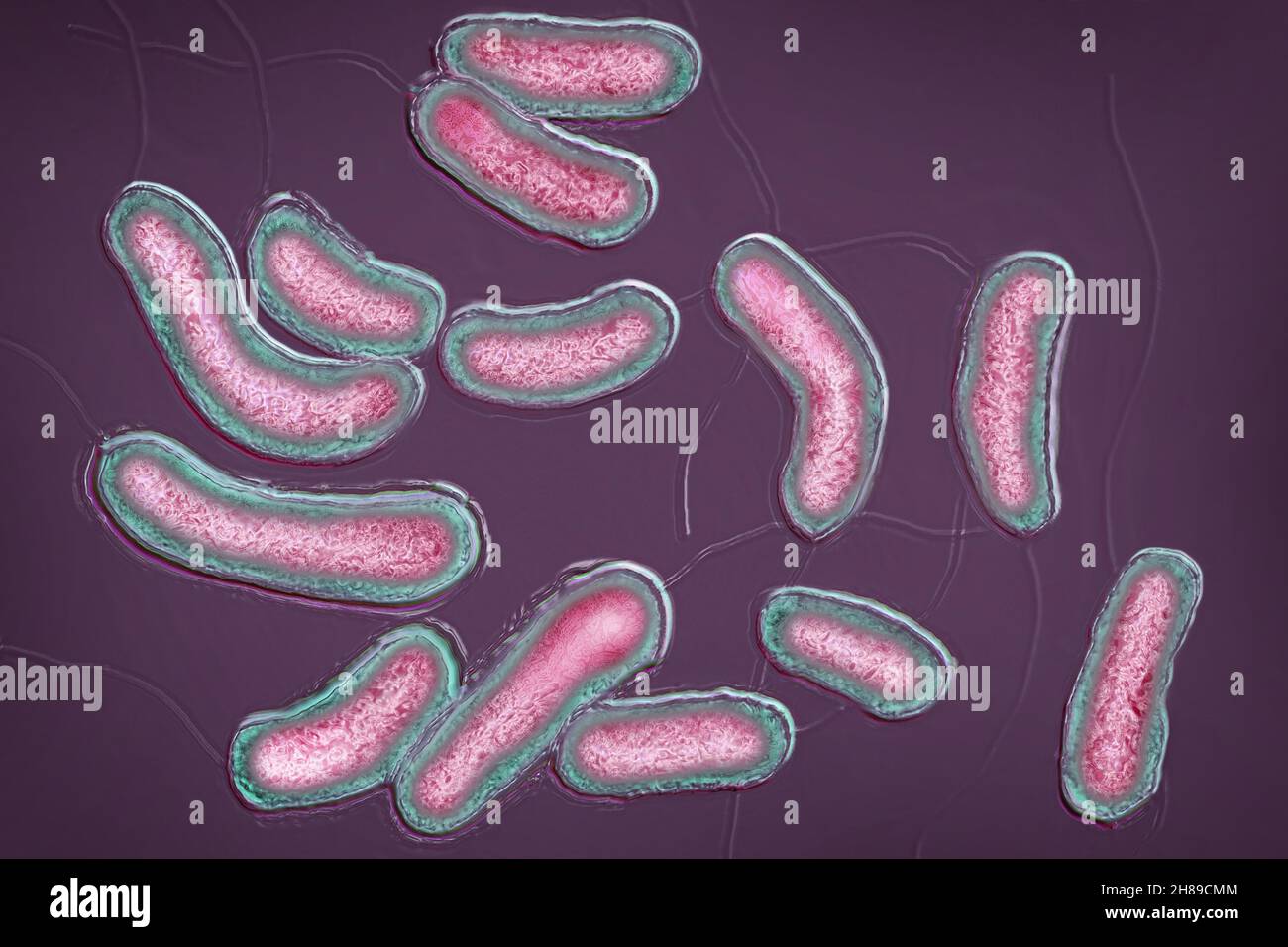 Pathology microscope Banque de photographies et d’images à haute ...