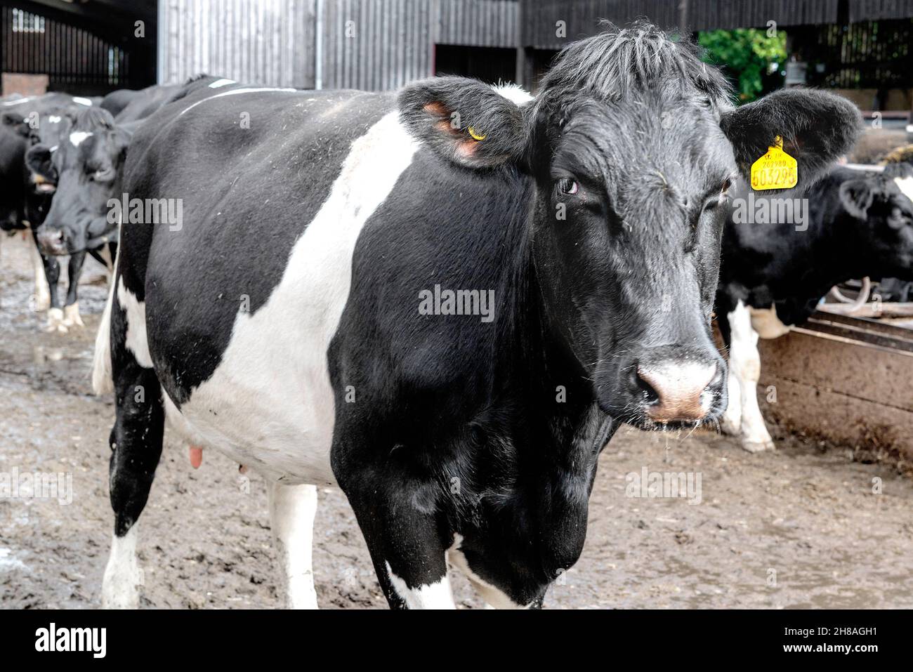 Vache britannique frisonne Banque de photographies et d’images à haute ...