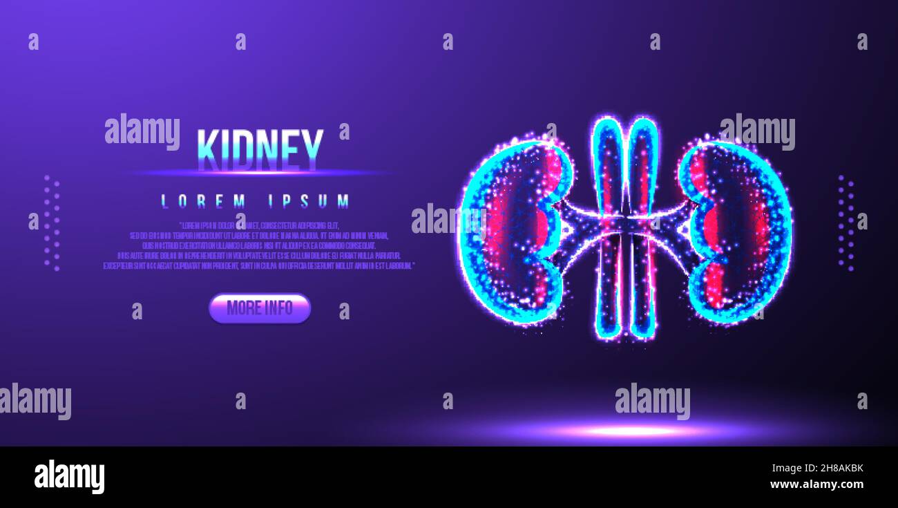 Rein anatomie 3d Banque d'images vectorielles - Alamy