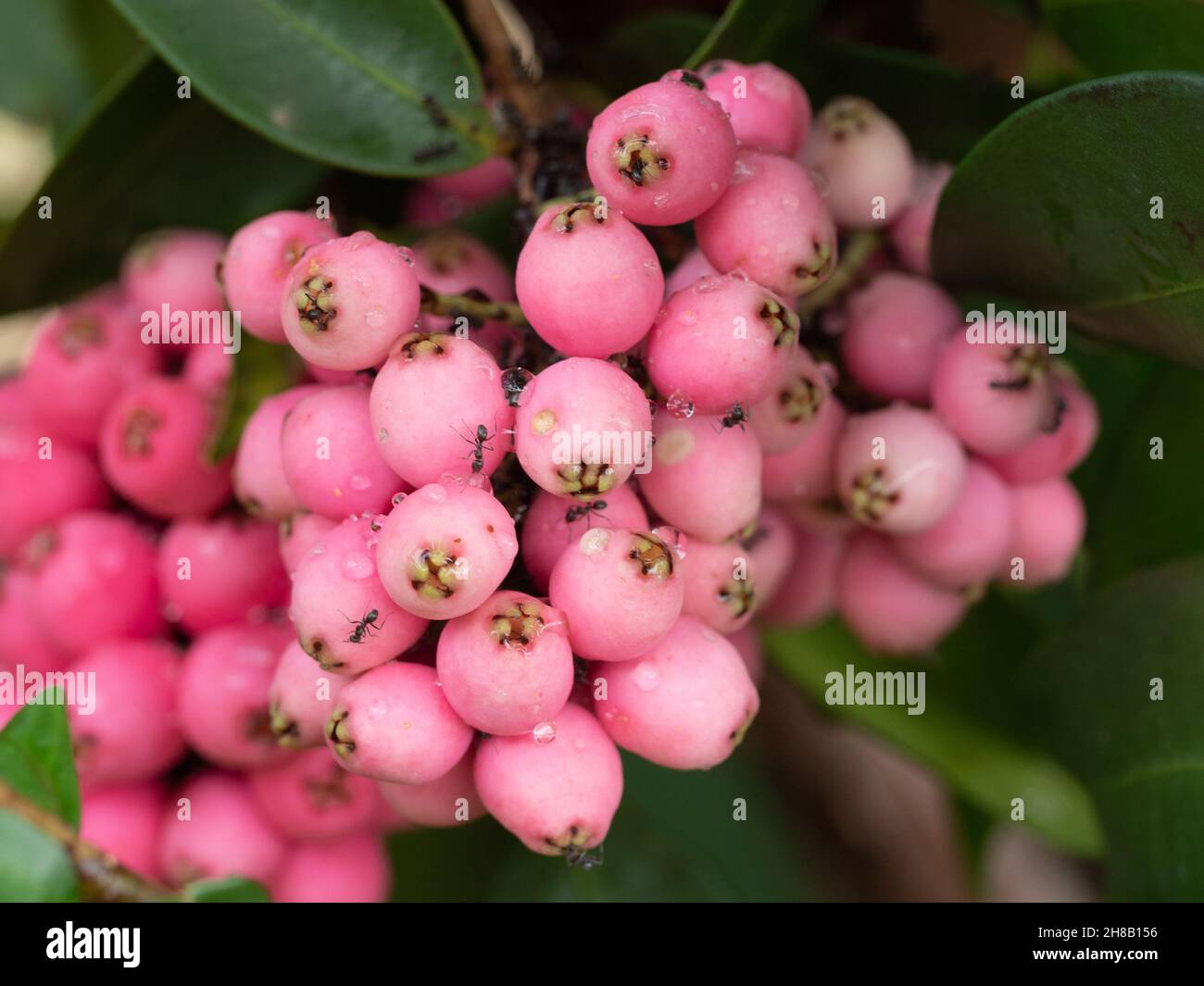 Jolies baies roses de Lilly Pilly de la plante indigène australienne ...