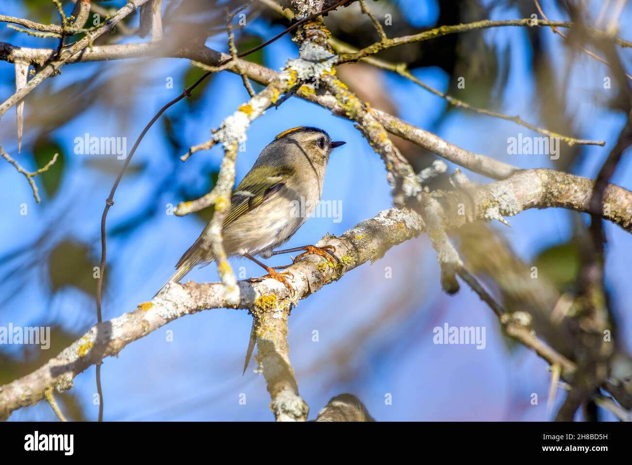 Jardins de roitelets Banque de photographies et d’images à haute ...