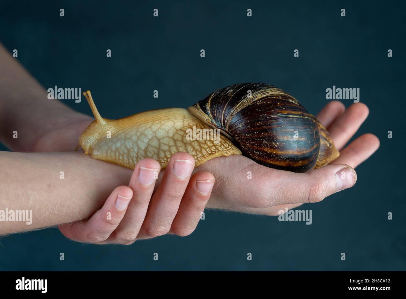 Escargot géant africain Banque de photographies et d’images à haute ...