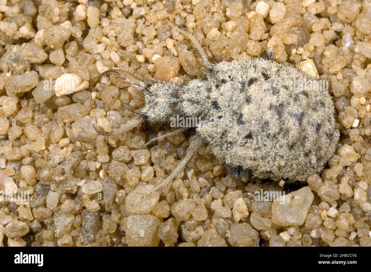 Myrmeleon formicarius antlion ant lion Banque de photographies et d ...