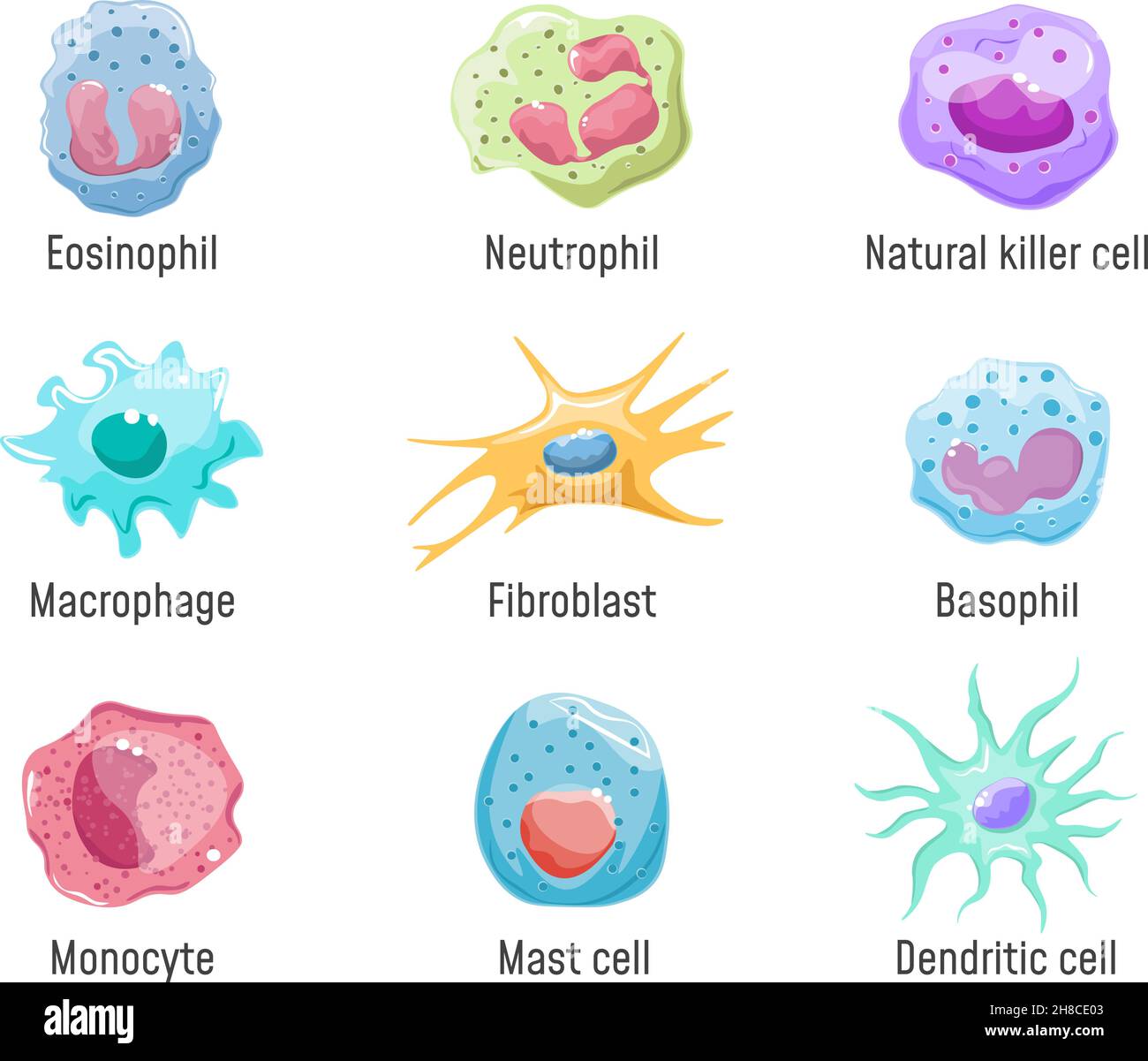 Cellules lymphocyte.Système immunitaire anatomie humaine, cellules ...
