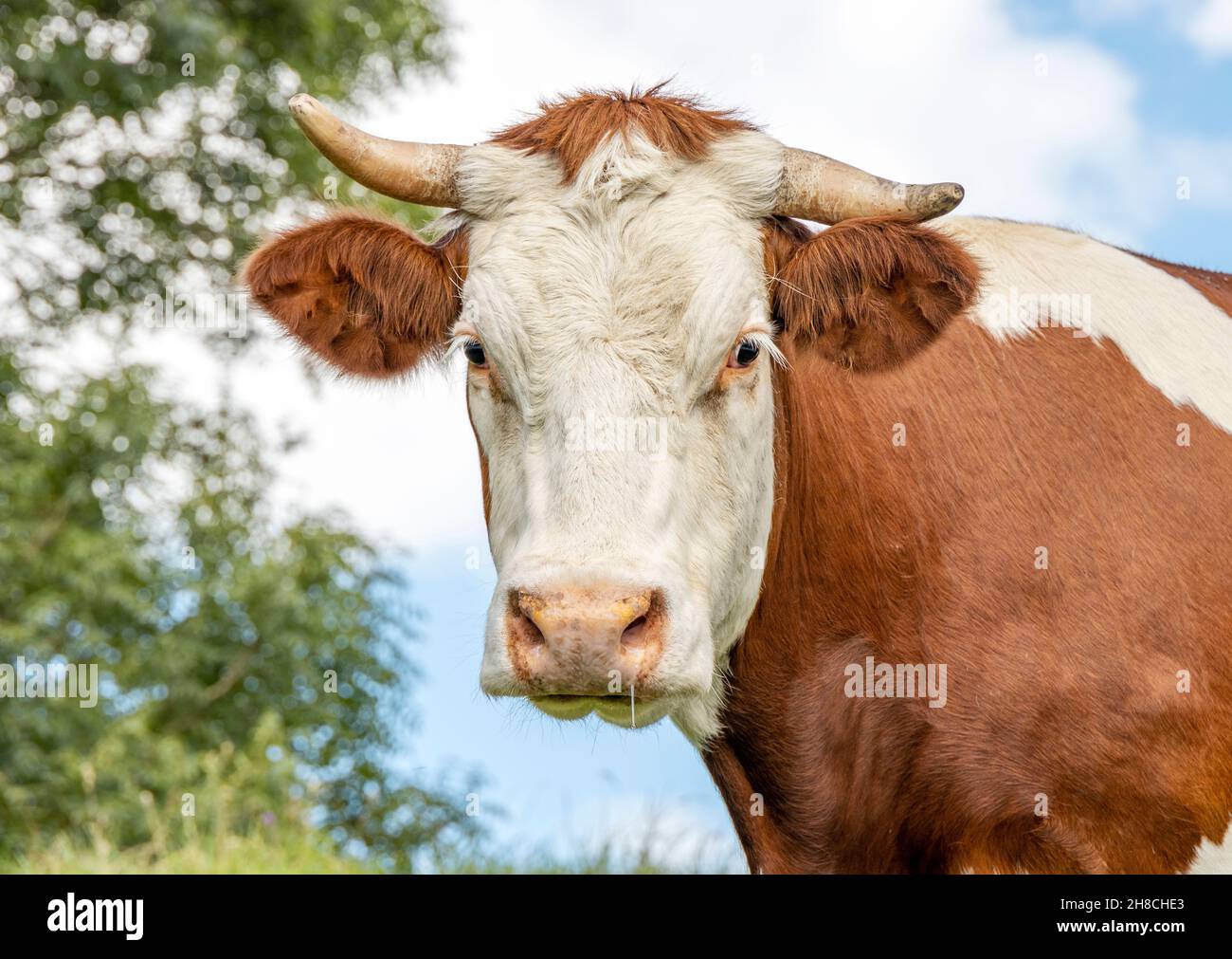 Portrait de vache, gros plan d'une vache Montbéliarde à cornes qui ...