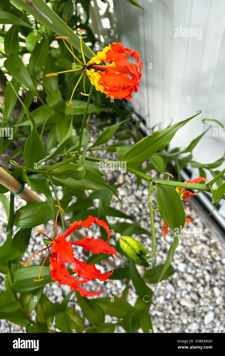 Vue d'une fleur de lys de gloire, Gloriosa superba, une plante vivace ...