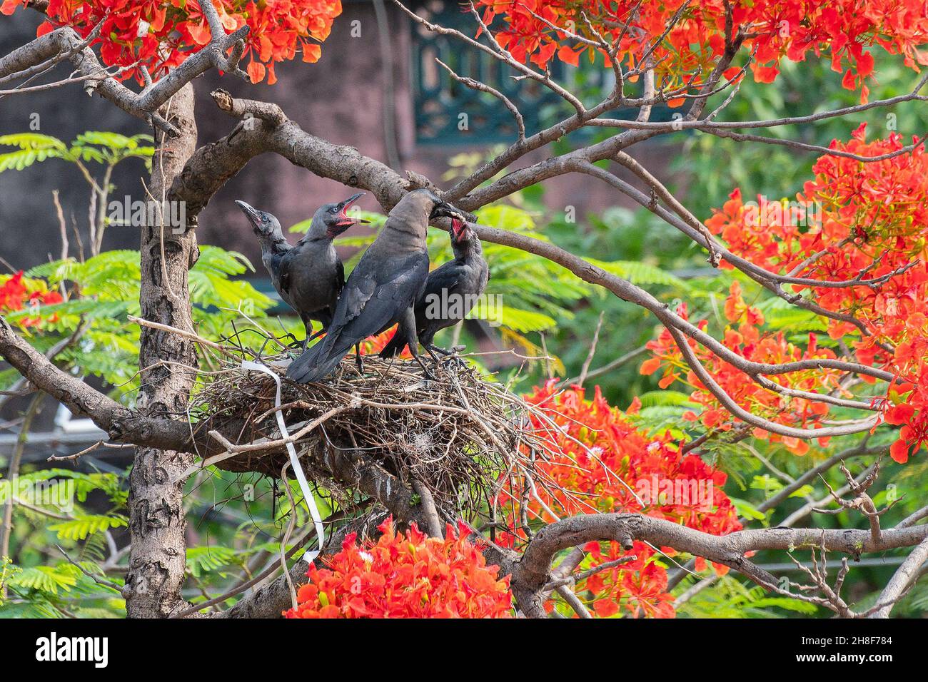 Corbeau nid Banque de photographies et d’images à haute résolution - Alamy
