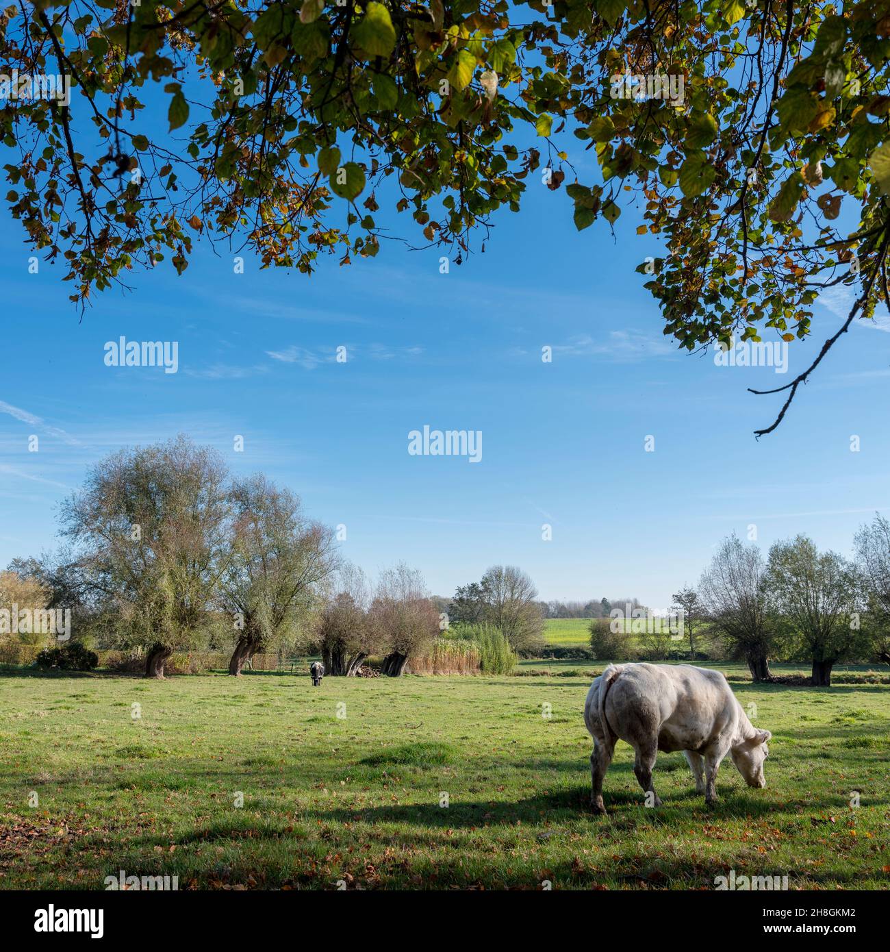 prairie avec vache de boeuf en pâturage dans les ardennes belges près ...