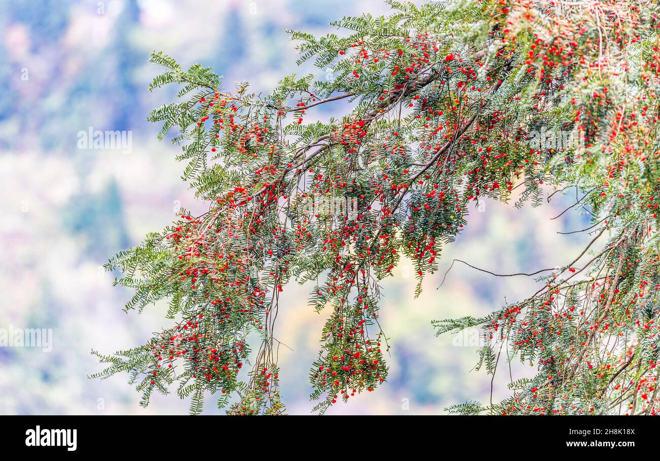 CHONGQING, CHINE - le 23 NOVEMBRE 2021 - la photo des fruits sauvages ...