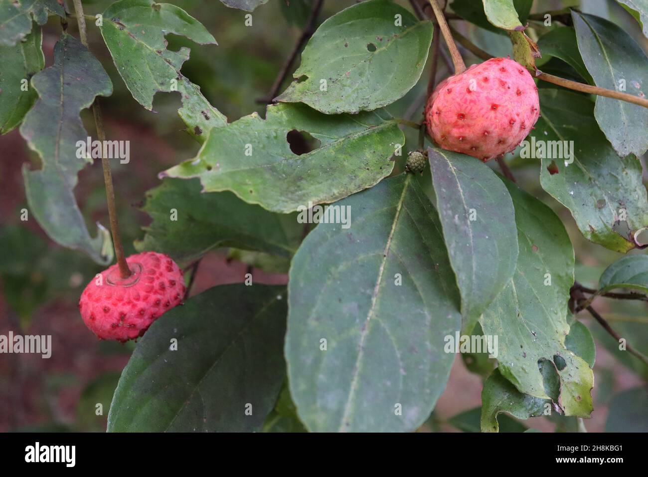 Cornus norman hadden dogwood Banque de photographies et d’images à ...