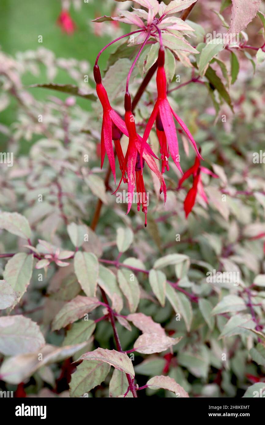Fuchsia magellanica var gracilis versicolor Banque de photographies et ...