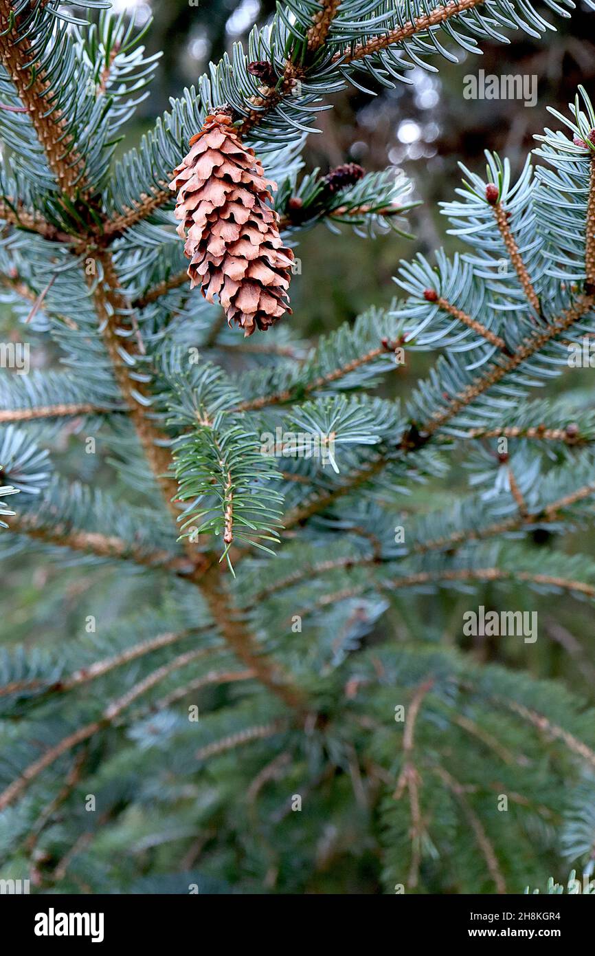 Ovoid cones Banque de photographies et d’images à haute résolution - Alamy