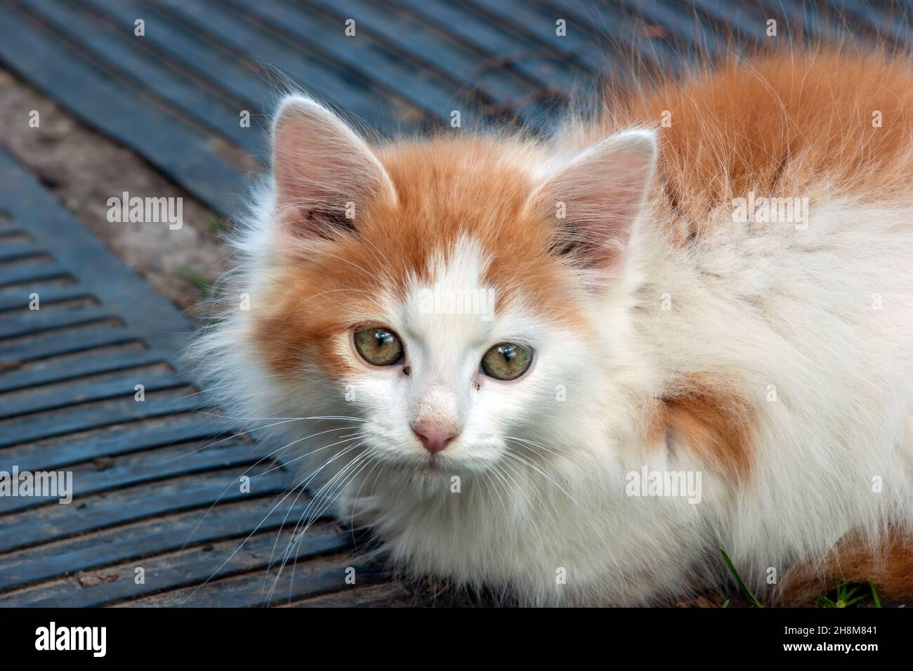 Chat orange avec des taches blanches Banque de photographies et d ...