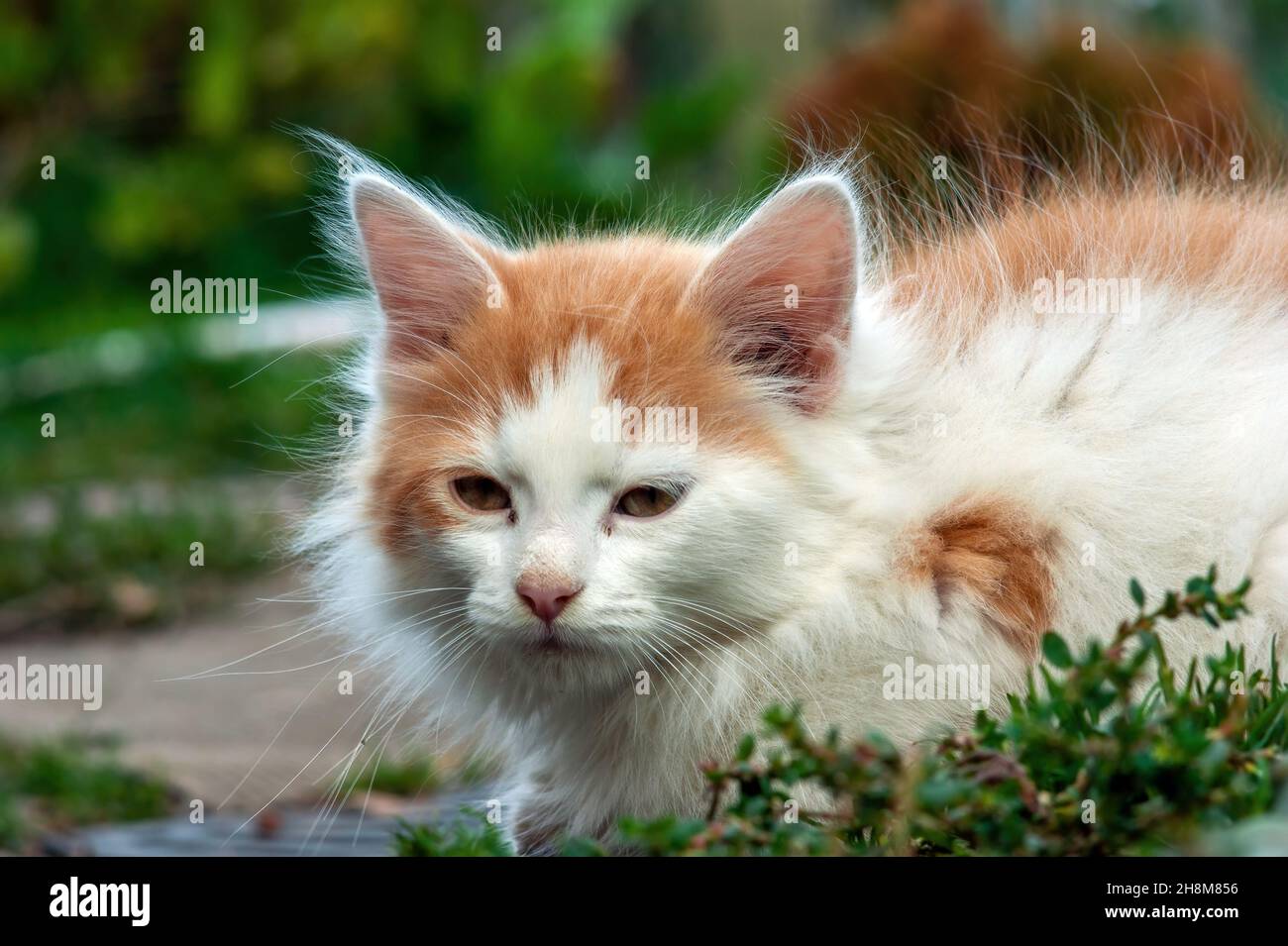 Chat Orange Avec Des Taches Blanches Banque d'image et photos - Alamy