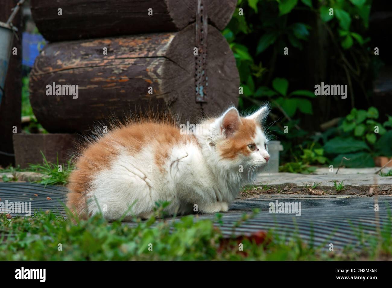 Chat orange avec des taches blanches Banque de photographies et d ...