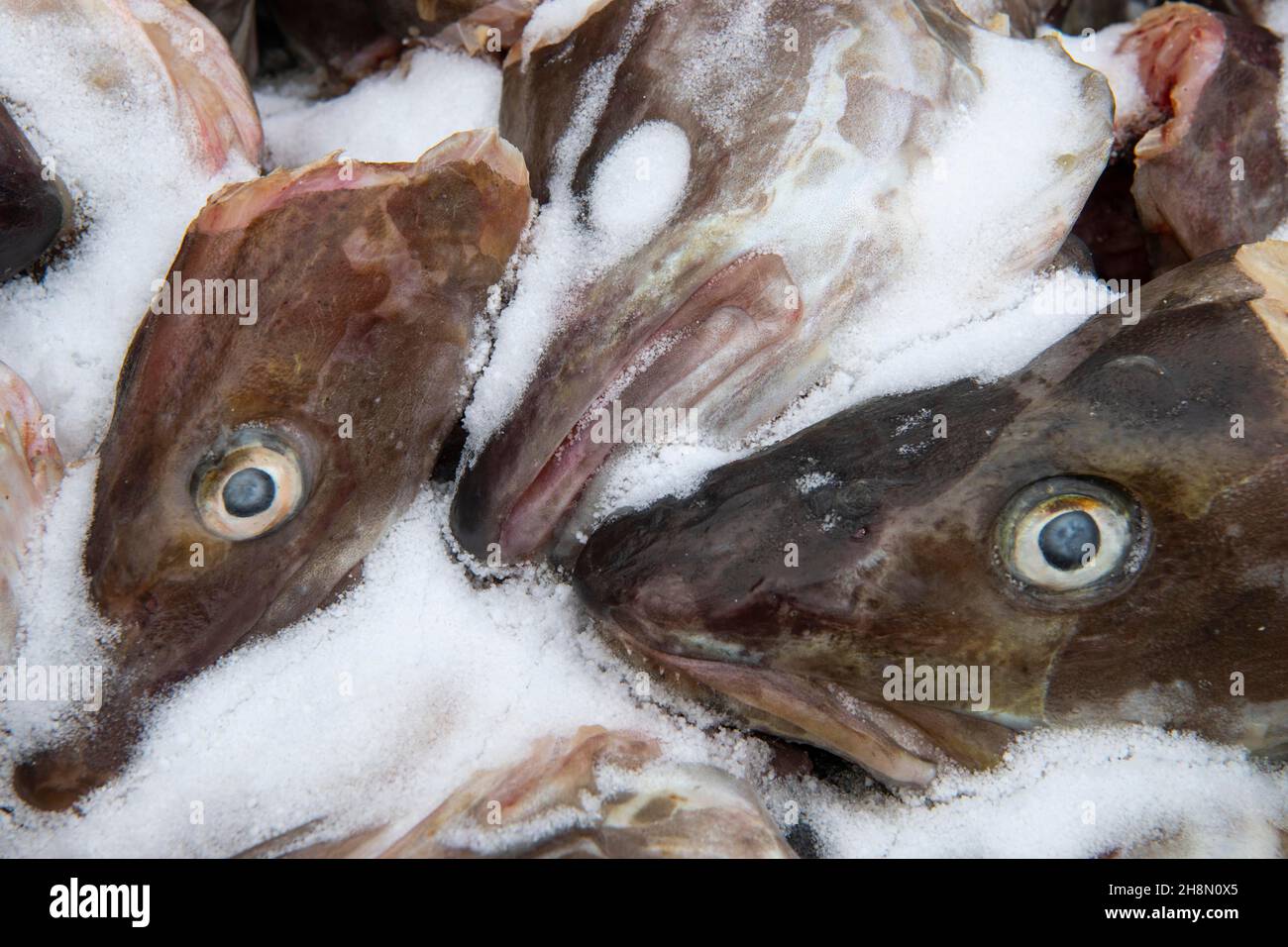 Gadidae fish Banque de photographies et d’images à haute résolution - Alamy