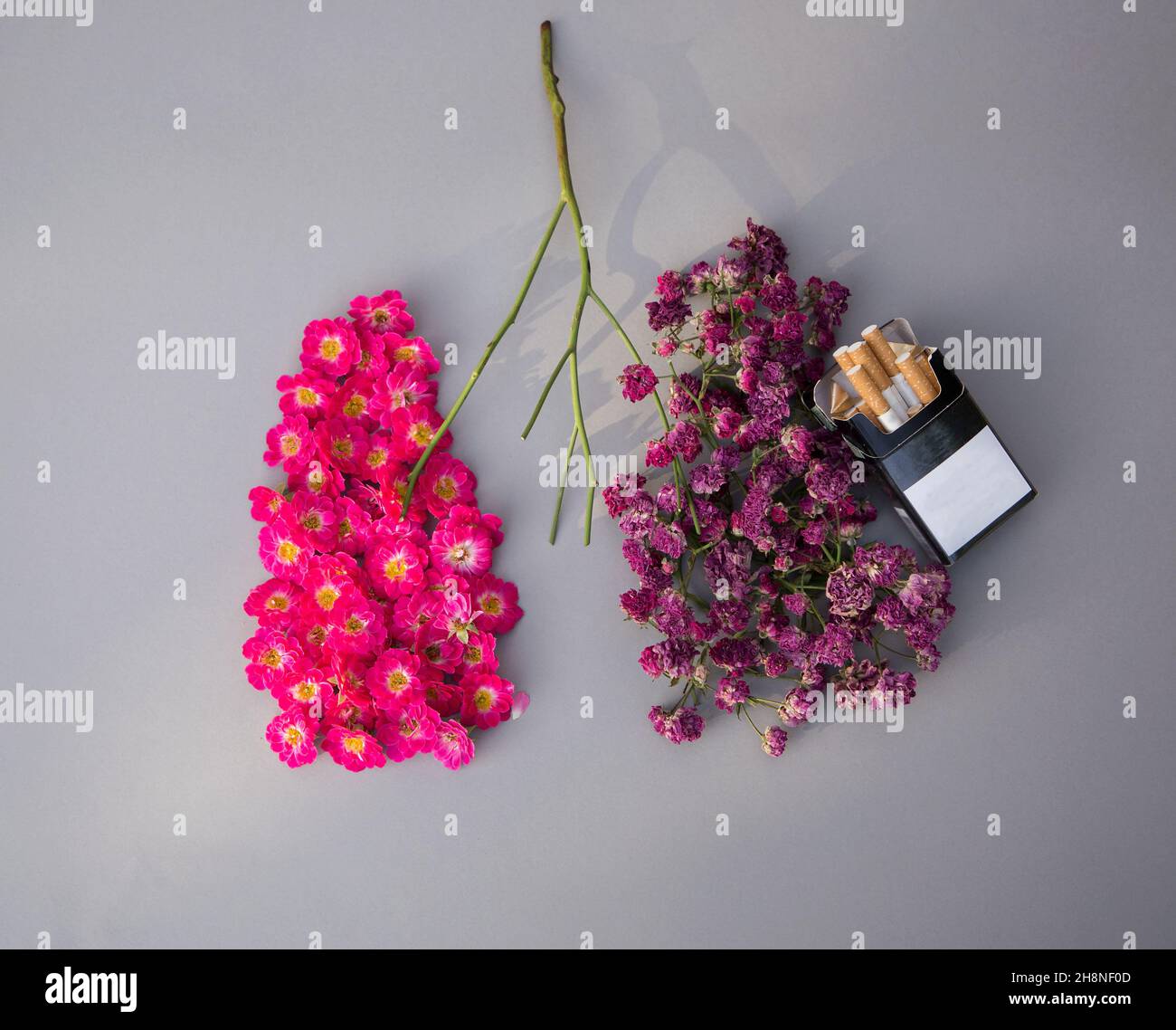 Fleurs pulmonaires Banque de photographies et d’images à haute ...