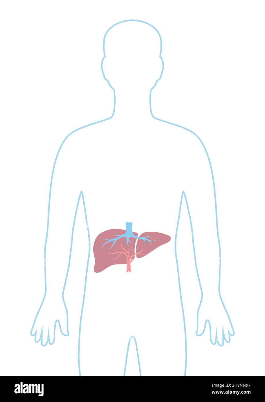 Illustration avec organe interne du foie.Anatomie du corps humain.Soins ...