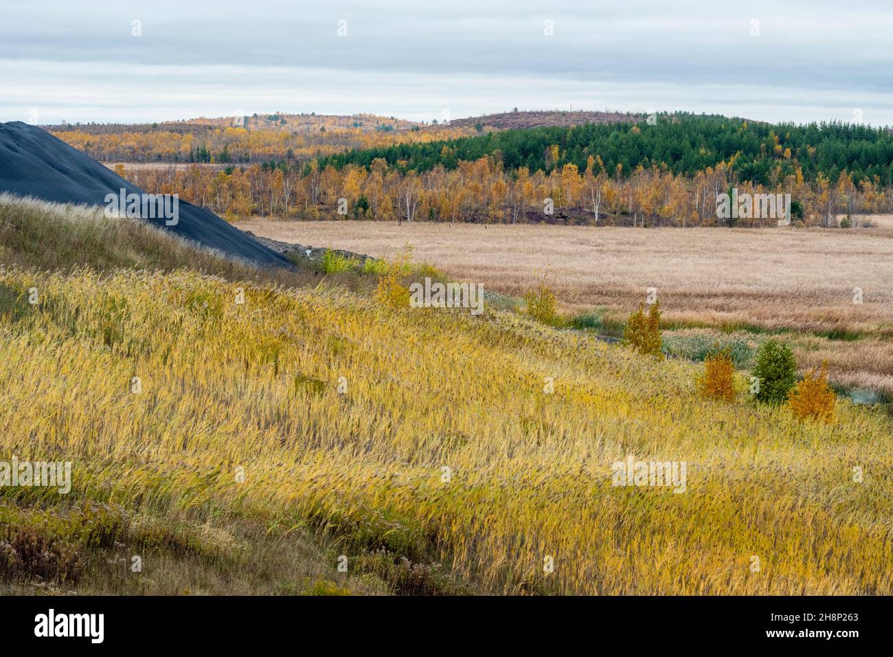Terres humides et étangs d'assainissement à Glencore, Grand Sudbury ...