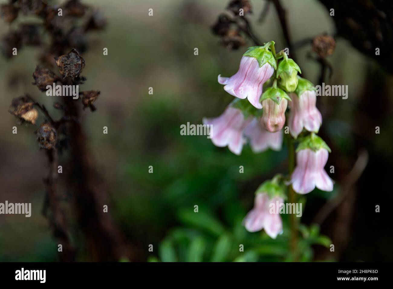 Campanula vidalii Banque de photographies et d’images à haute ...