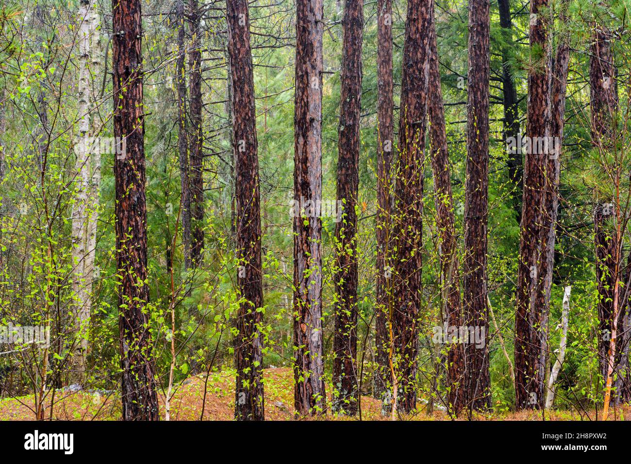 Pin rouge pinus resinosa arbre Banque de photographies et d’images à ...