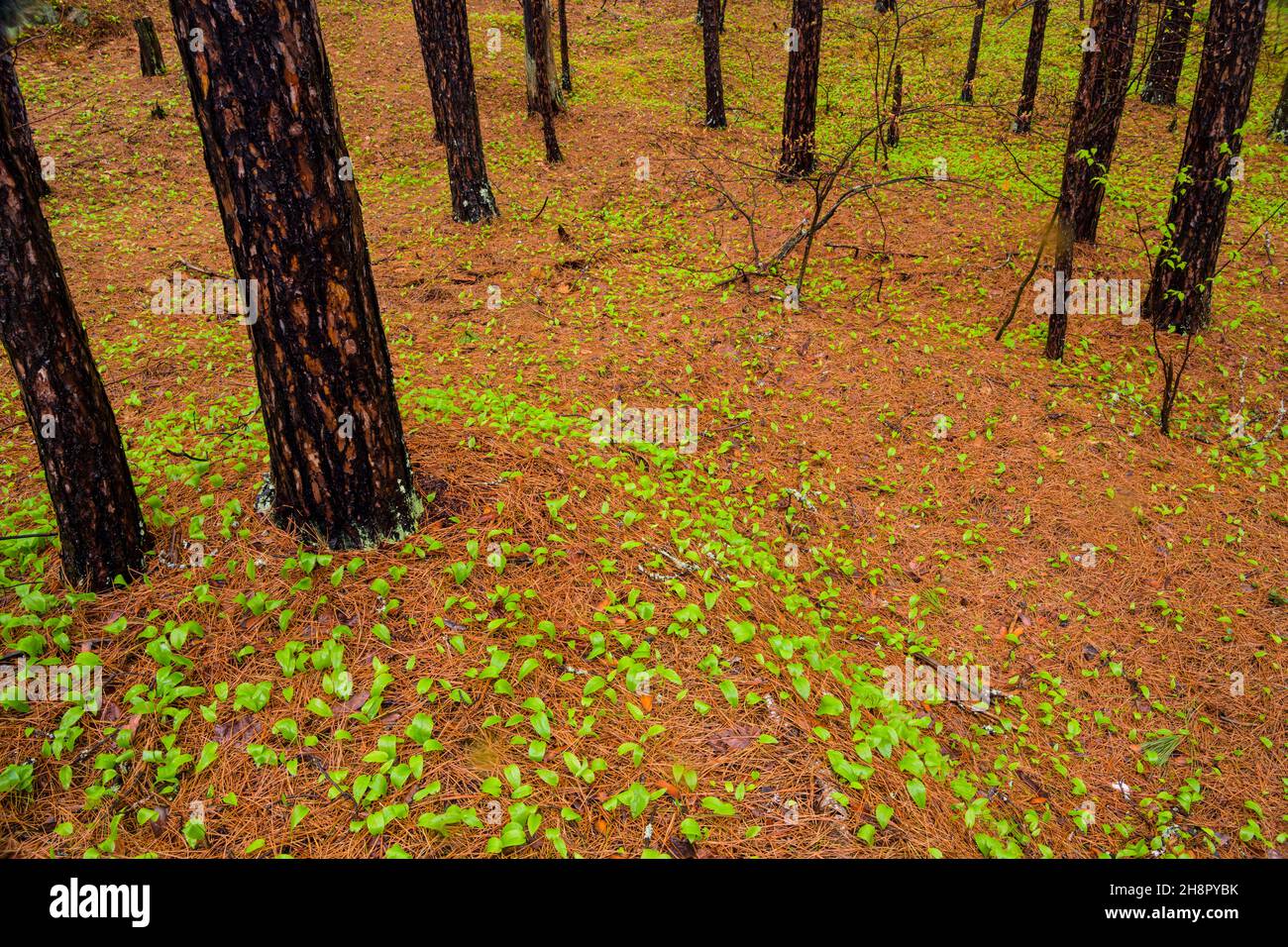 Pin rouge pinus resinosa arbre Banque de photographies et d’images à ...