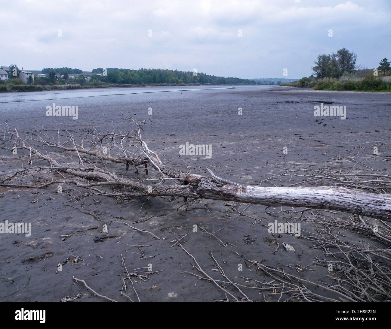 Un arbre au fond d'un lac séché.Problèmes environnementaux ...