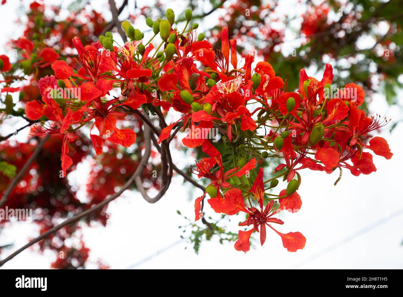 royal poinciana, (Delonix regia), également appelé arbre flamboyant ou ...