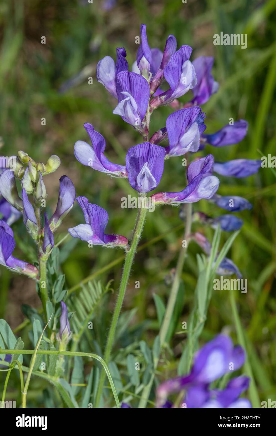Faux sainfoin Banque de photographies et d’images à haute résolution ...