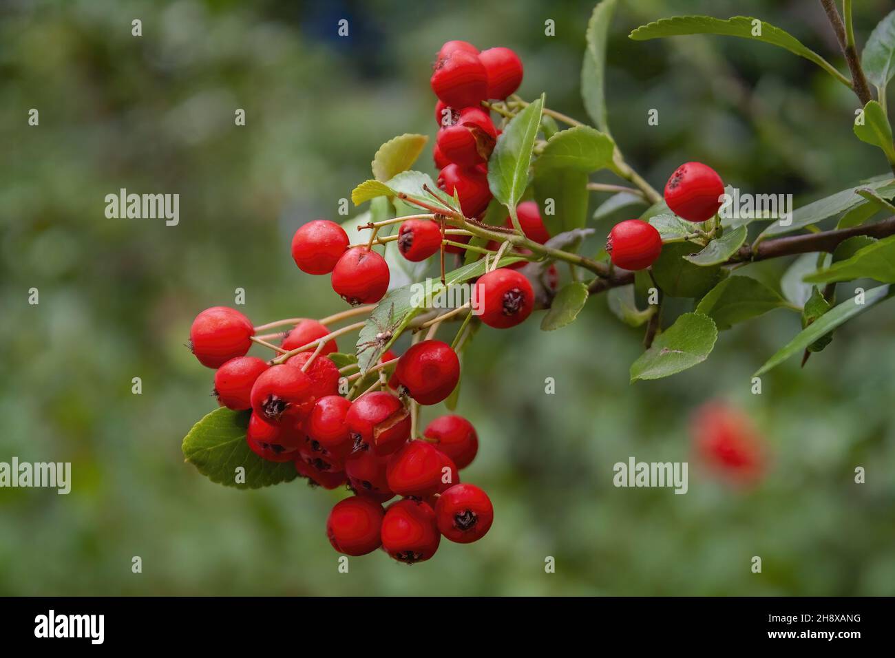 Crataegus microphylla Banque de photographies et d’images à haute ...