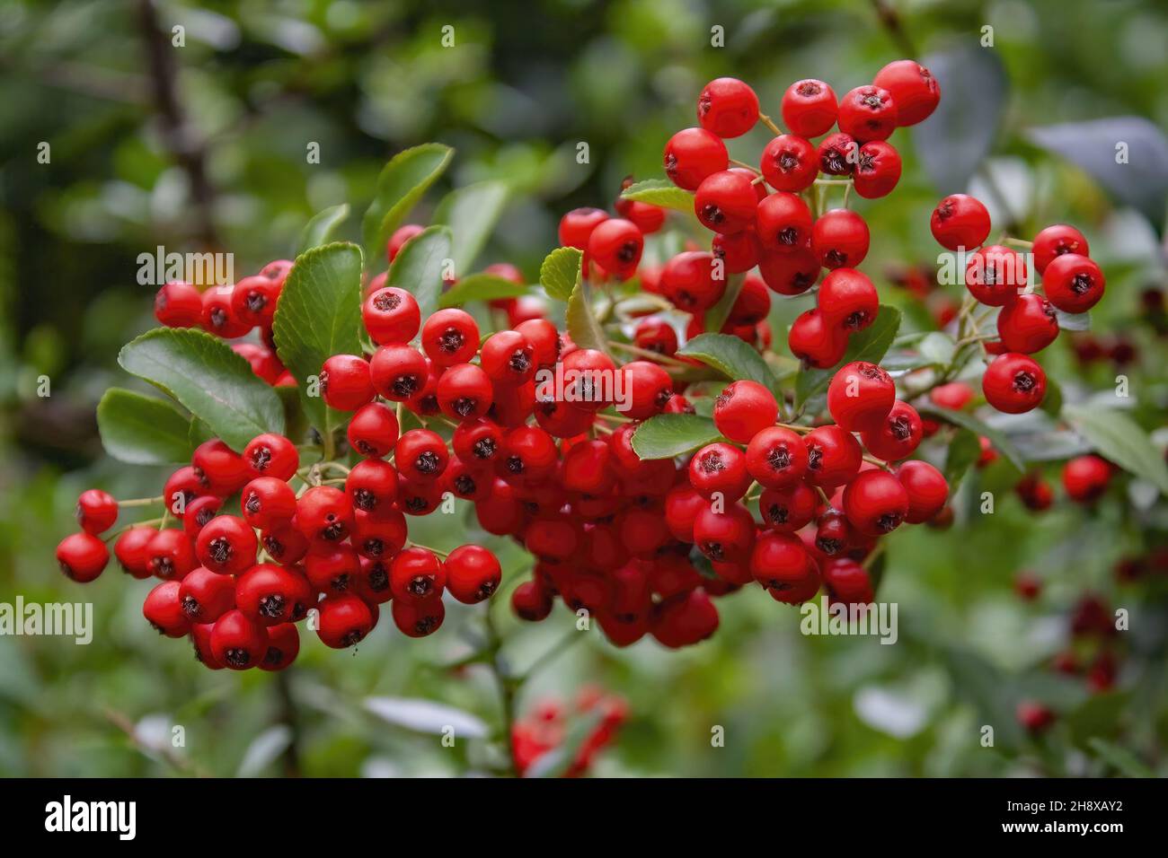 Crataegus microphylla Banque de photographies et d’images à haute ...