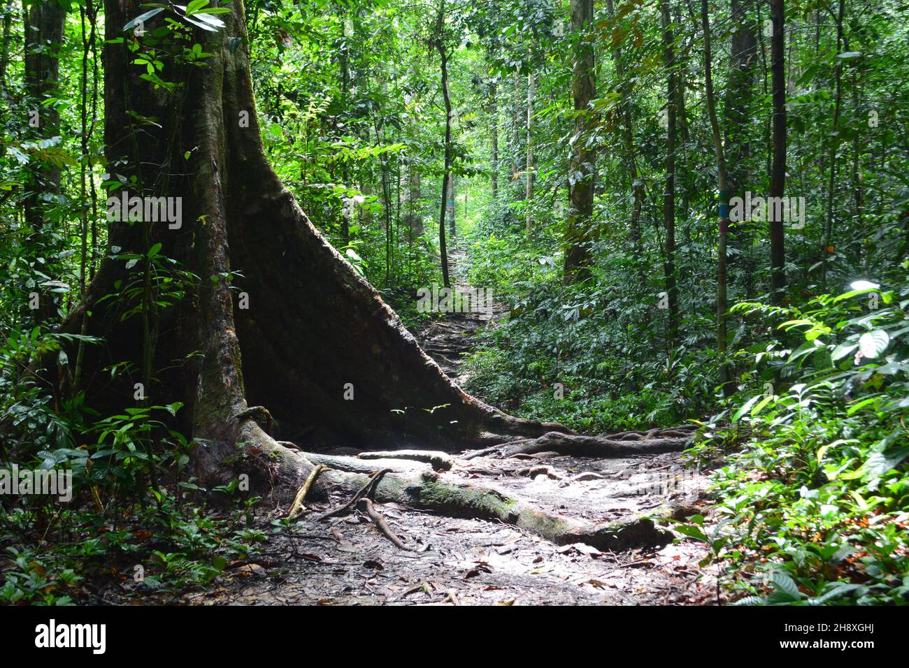 Arbres de Kevazingo, parc national de Pongara, Gabon , Afrique centrale ...