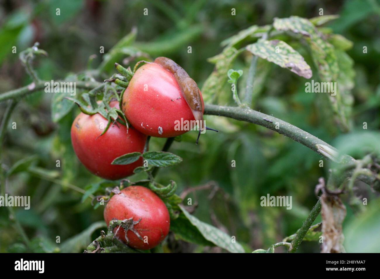 Phytophthora infestans tomato blight Banque de photographies et d ...