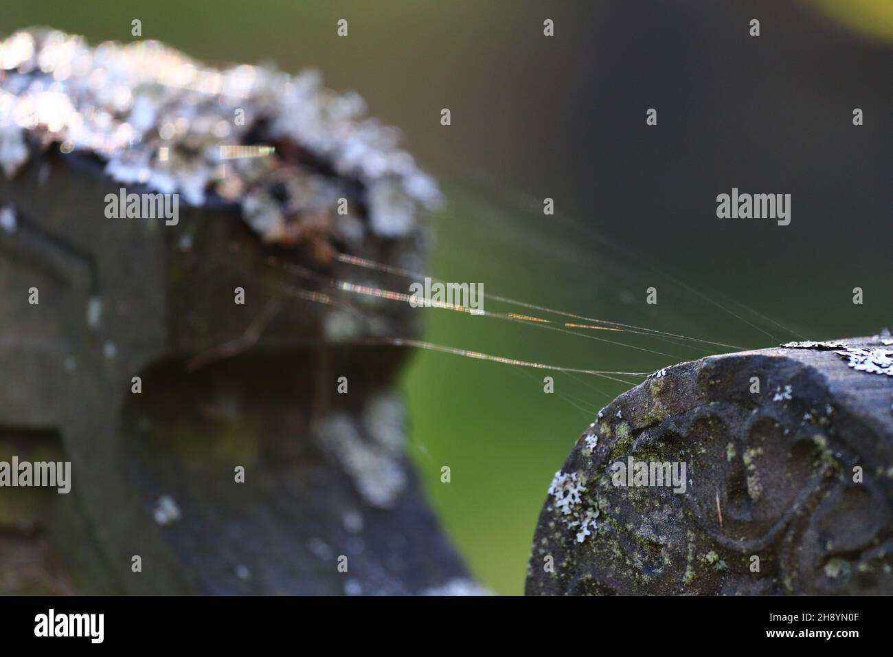 Gros plan de vieux graviers avec des spiderwebs et des feuilles sèches ...
