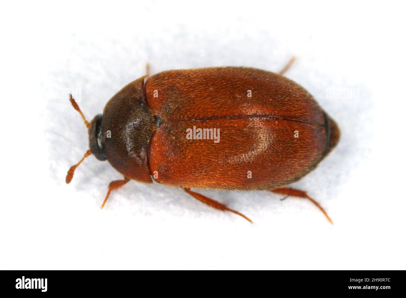 Le coléoptère brun Attagenus smirnovi Dermestidae est un ravageur ...