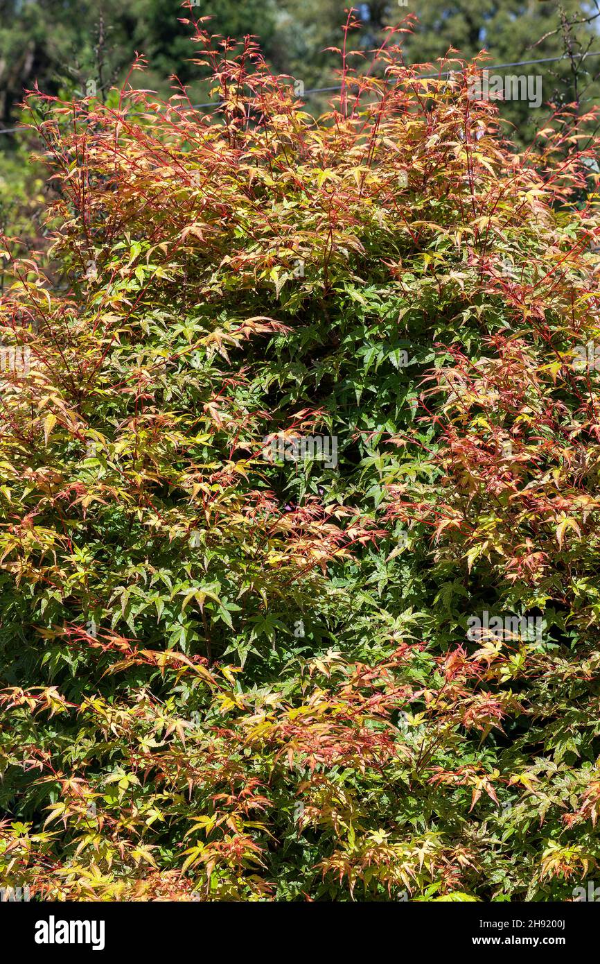 Acer palmatum beni tsukasa Banque de photographies et d’images à haute ...
